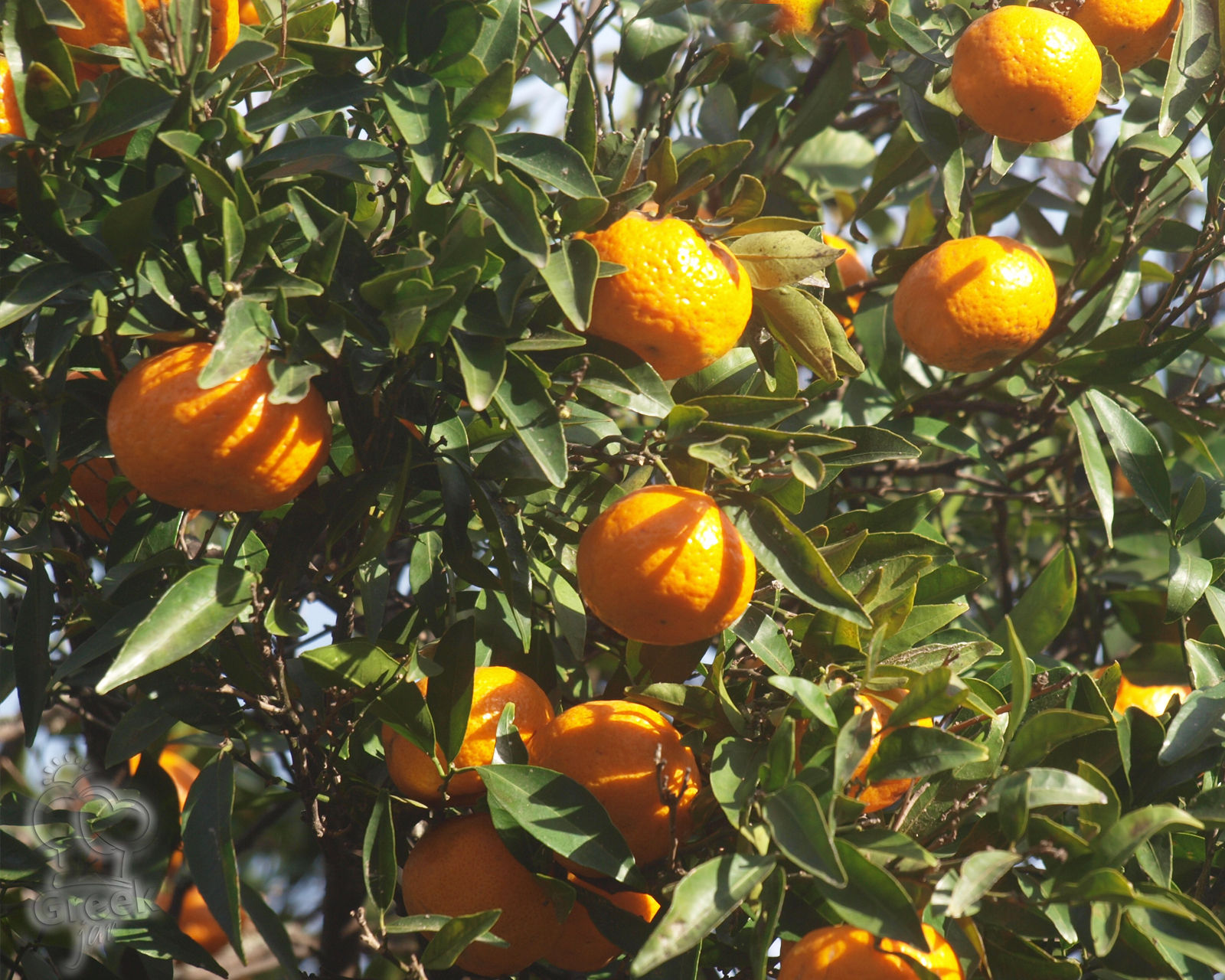 Chios Mandarin: A Fragrant Gift from Nature:: Greek Jar | A jar full of ...